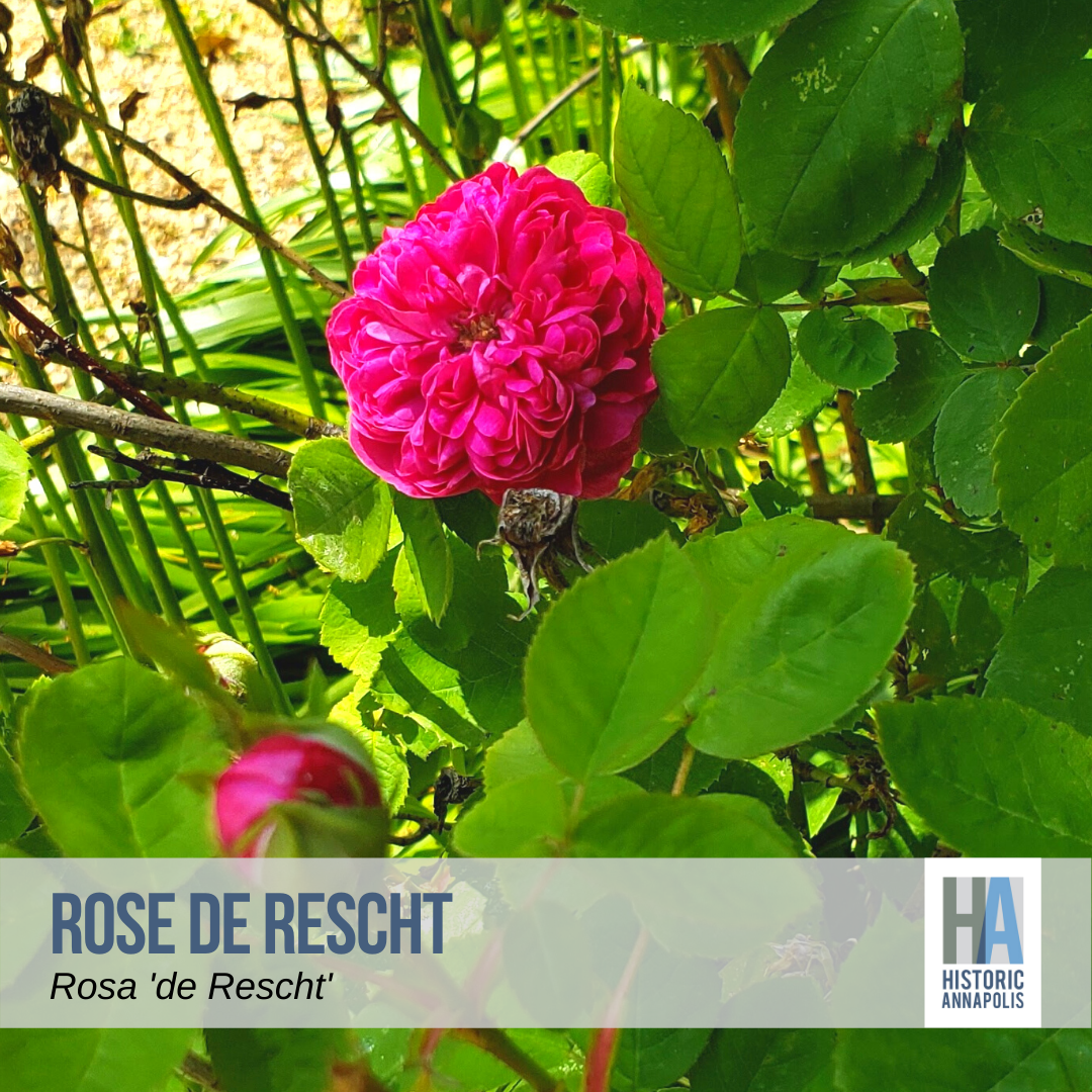 That Which We Call A Rose... | Historic Annapolis
